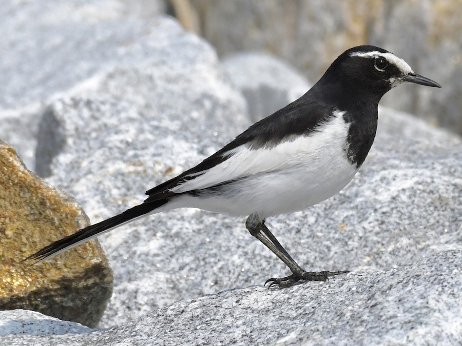 Japanese Wagtail - eBird