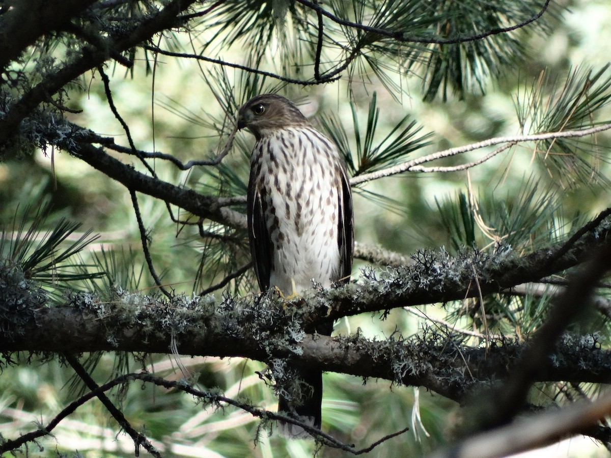 eBird Checklist - 30 Jul 2016 - General Crook Spring - 19 species (+1 ...