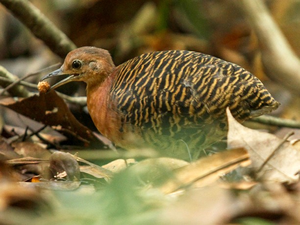 Rusty Tinamou - eBird