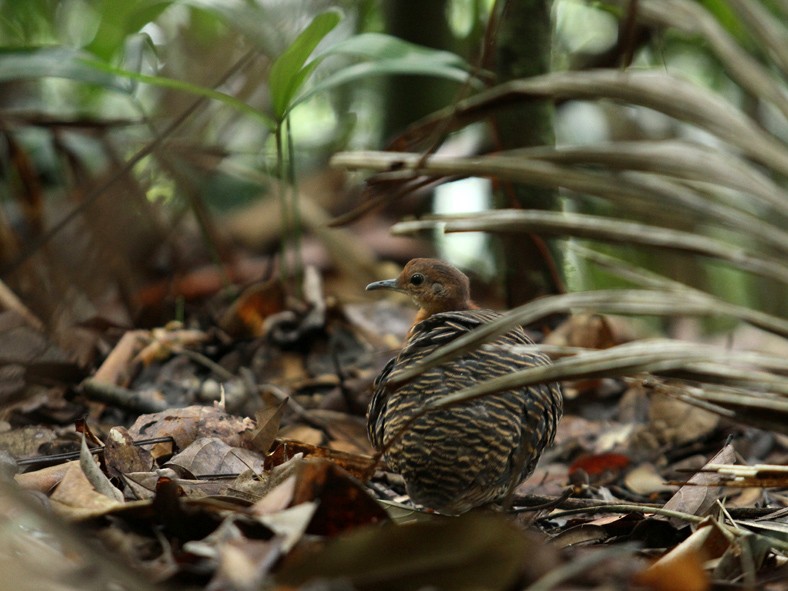 Rusty Tinamou - eBird
