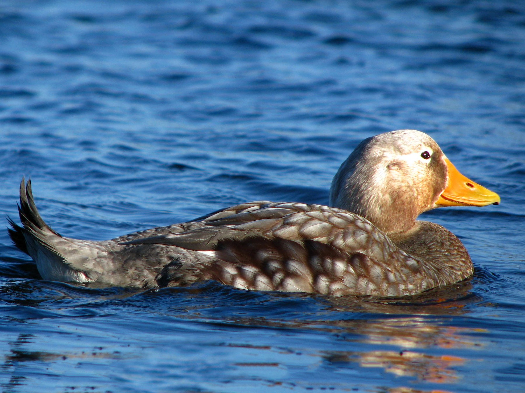 Falkland Steamer-Duck - eBird