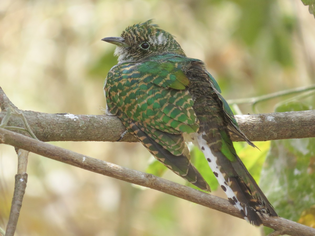Klaas's Cuckoo - Chrysococcyx klaas - Birds of the World