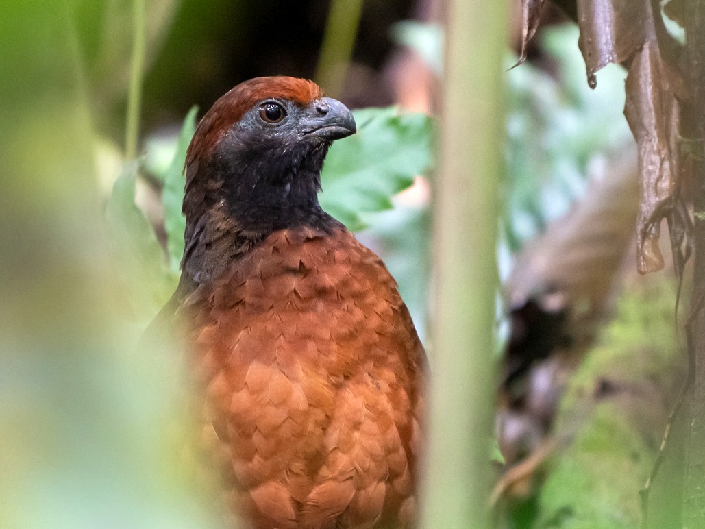 Black-eared Wood-Quail - eBird