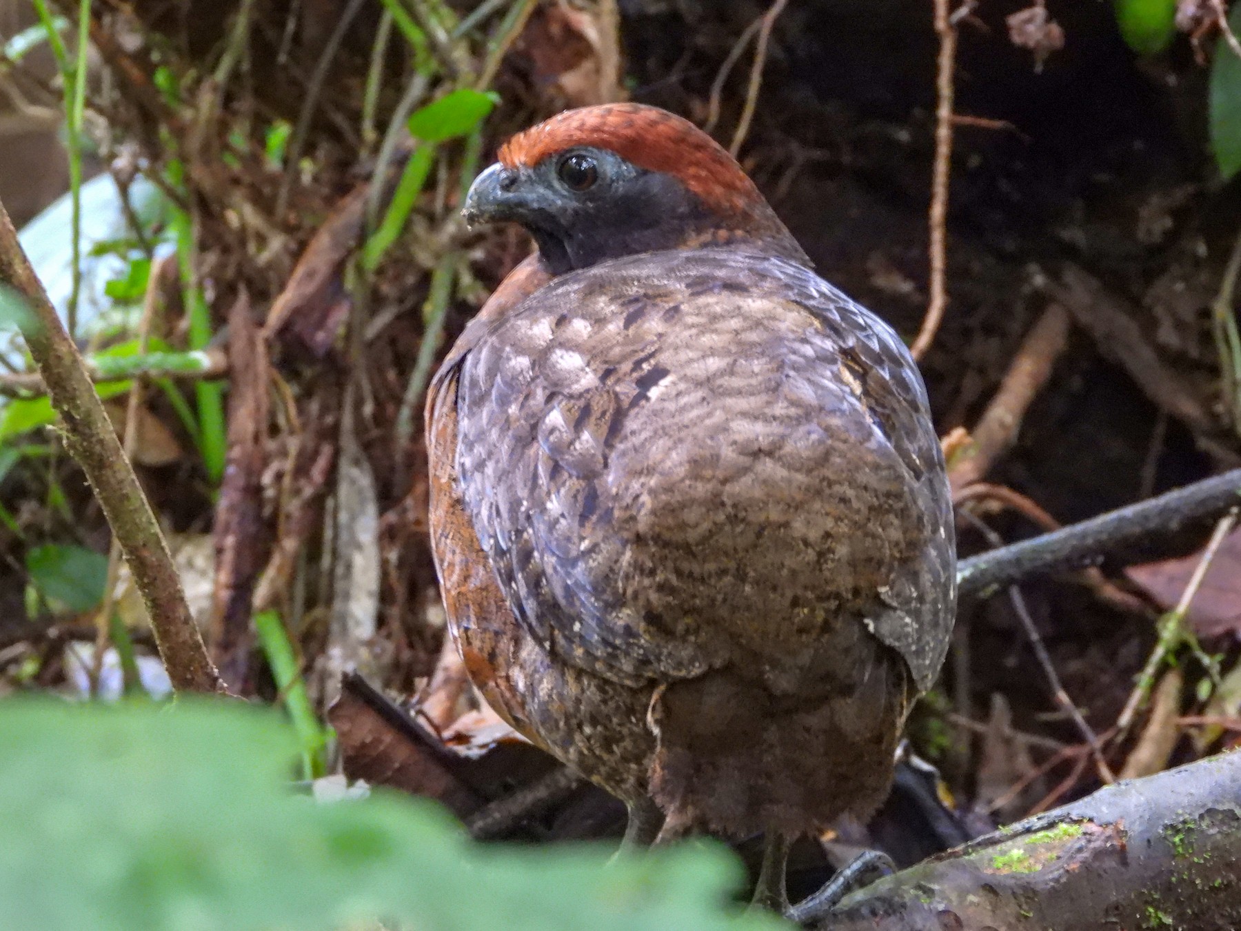 Black-eared Wood-Quail - eBird