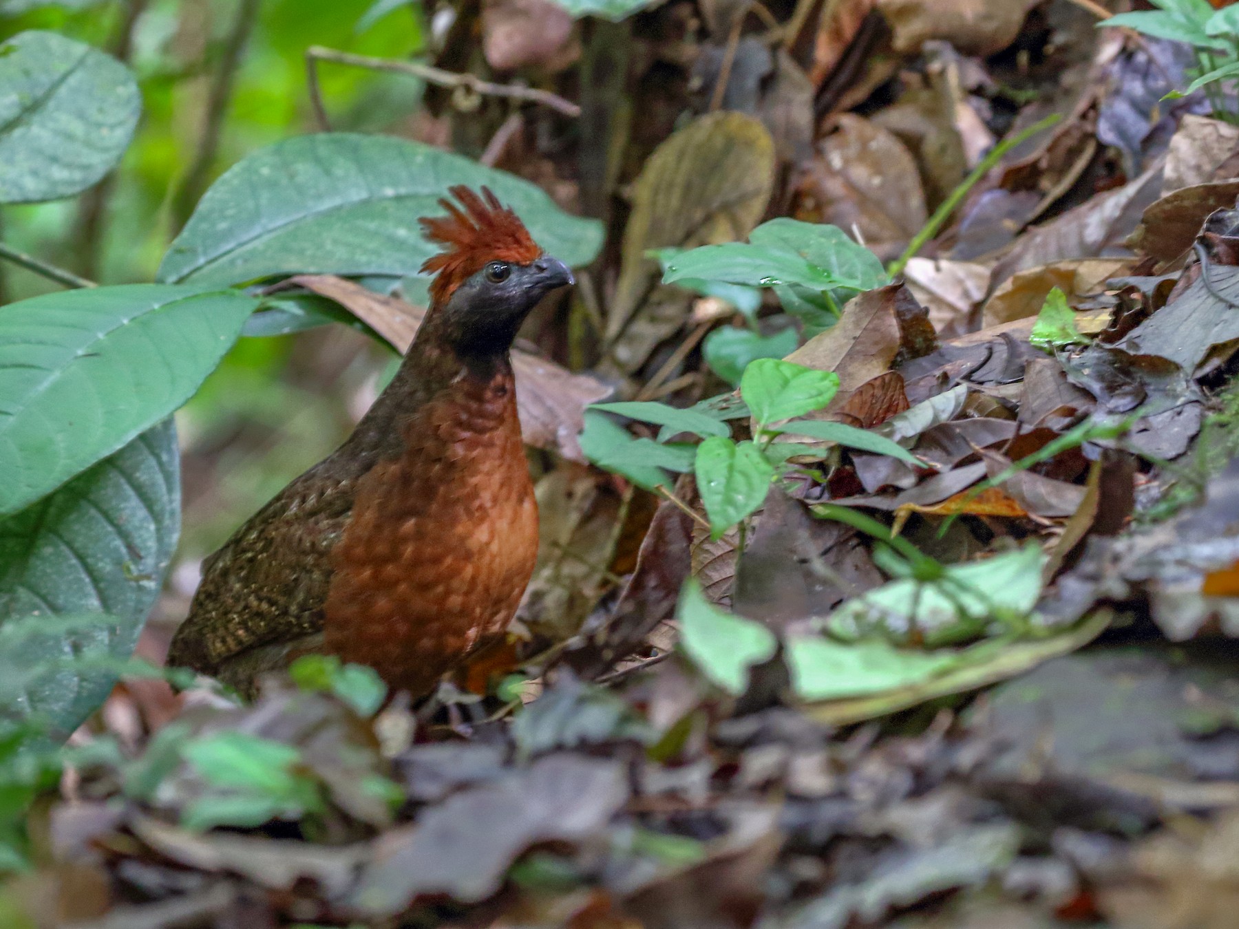Black-eared Wood-Quail - eBird