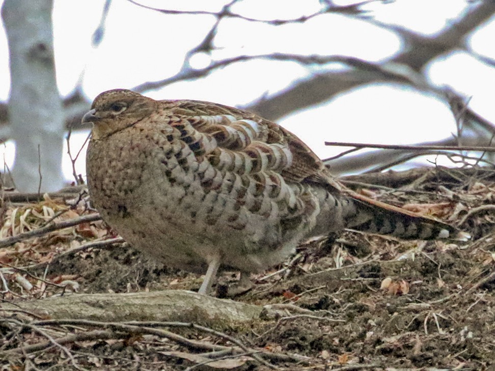 Copper Pheasant - eBird
