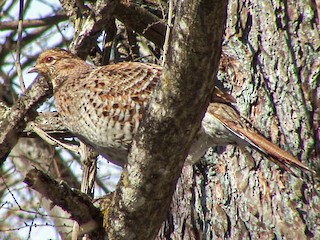 Copper Pheasant - eBird