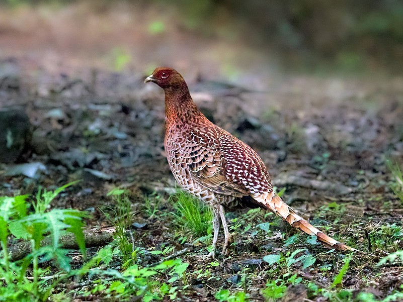 Copper Pheasant - eBird