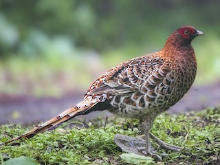 Copper Pheasant - Syrmaticus soemmerringii - Birds of the World