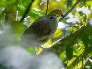 Russet-crowned Quail-Dove - eBird