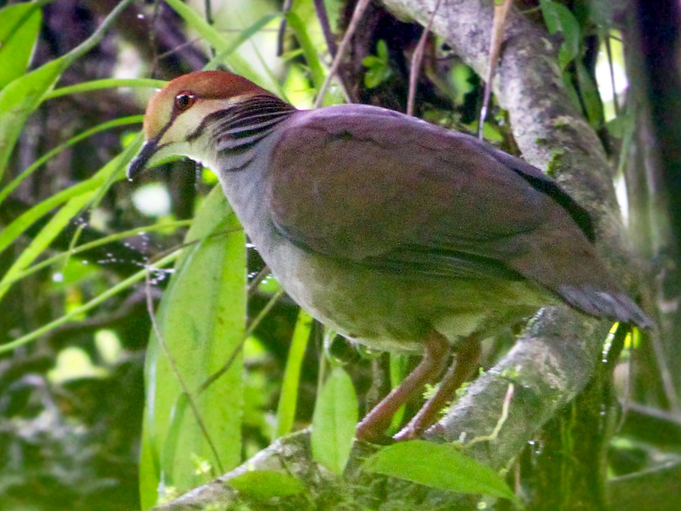 Russet-crowned Quail-Dove - eBird