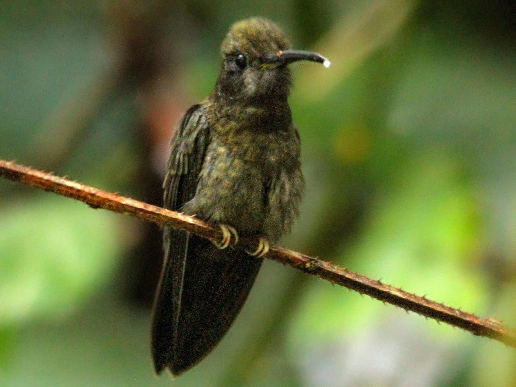 Sooty Barbthroat - eBird