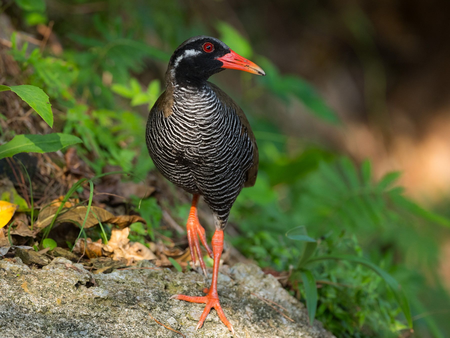 Okinawa Rail - eBird