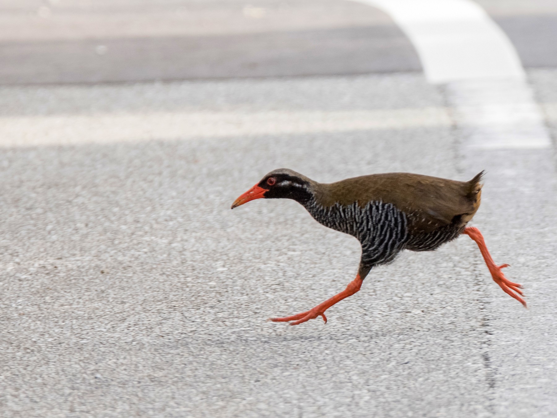 Okinawa Rail - eBird
