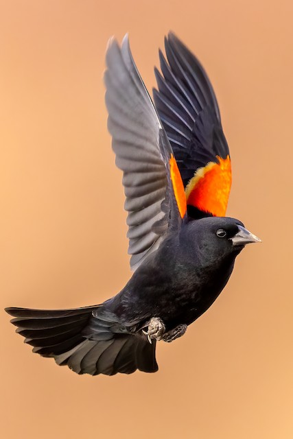 Red Winged Blackbird In Flight