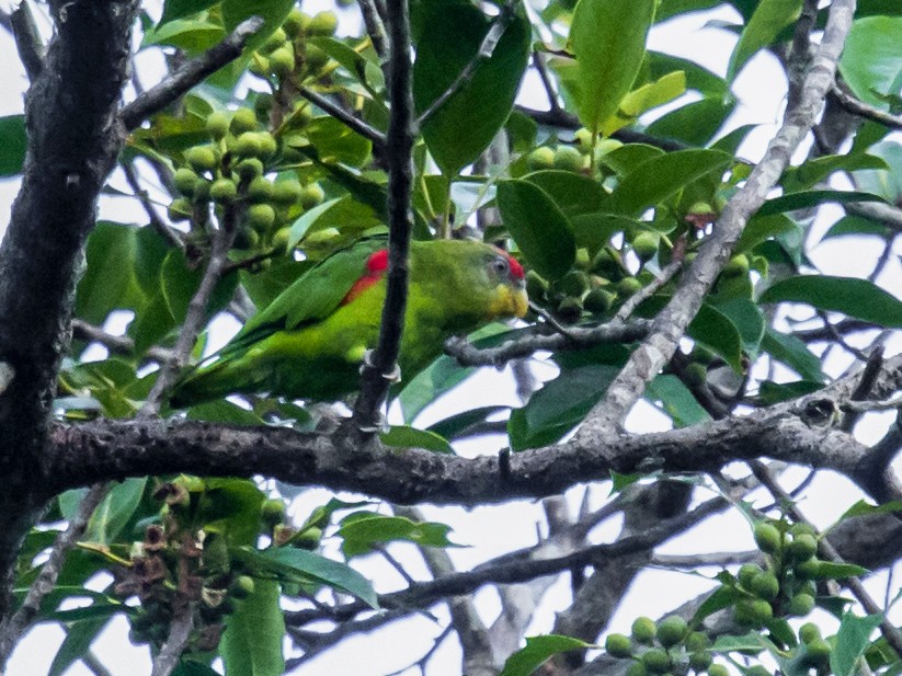 Red-fronted Parrotlet - eBird