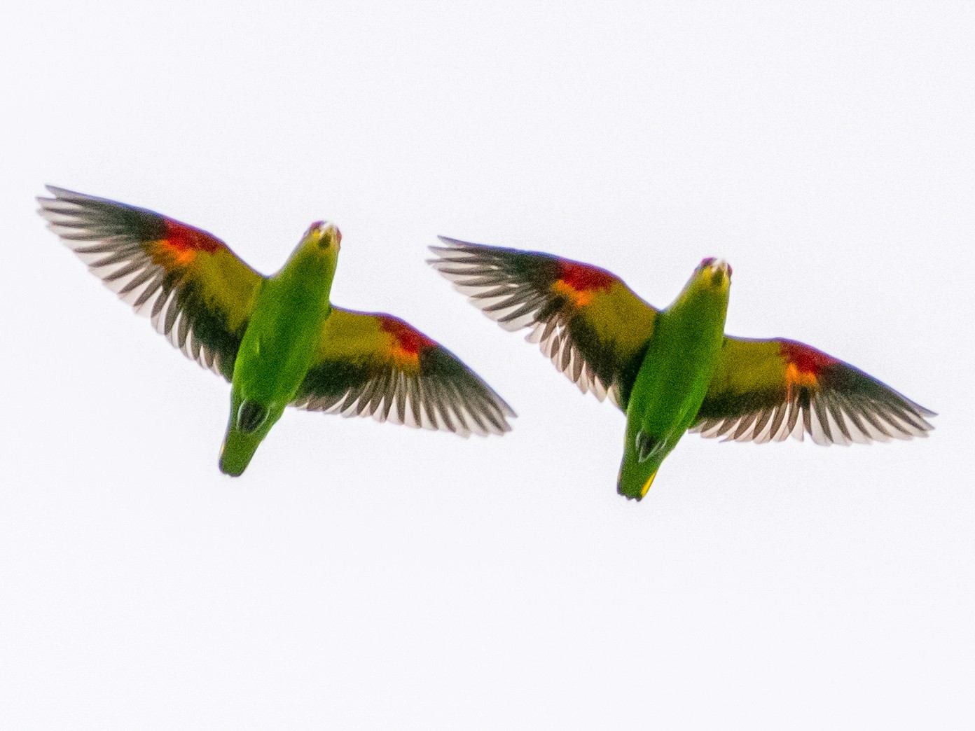 Red-fronted Parrotlet - eBird