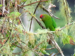 Red-fronted Parrotlet - eBird