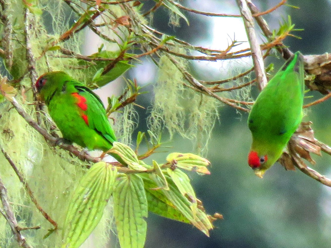 Red-fronted Parrotlet - eBird