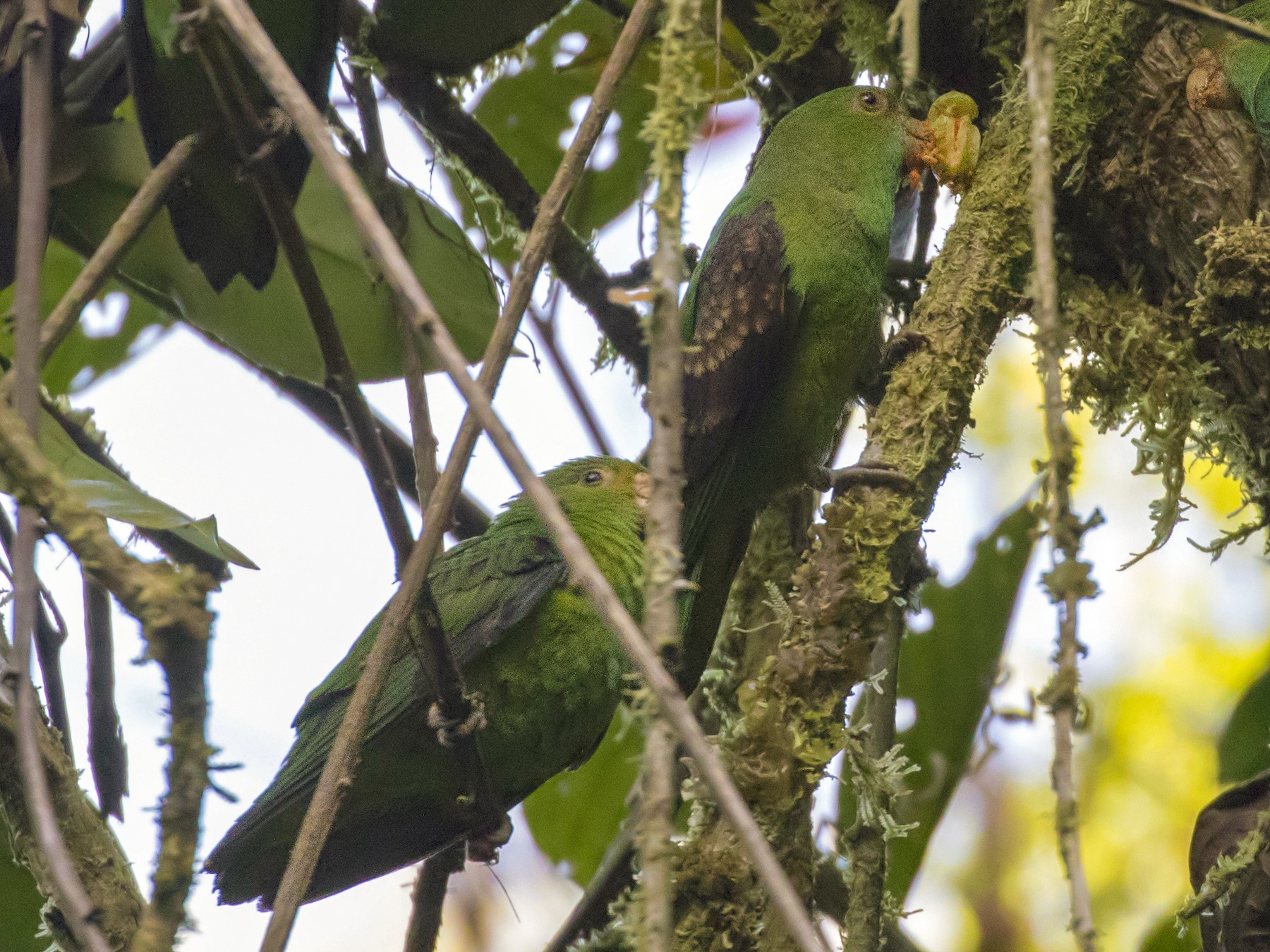 Cotorrita Alipinta - eBird