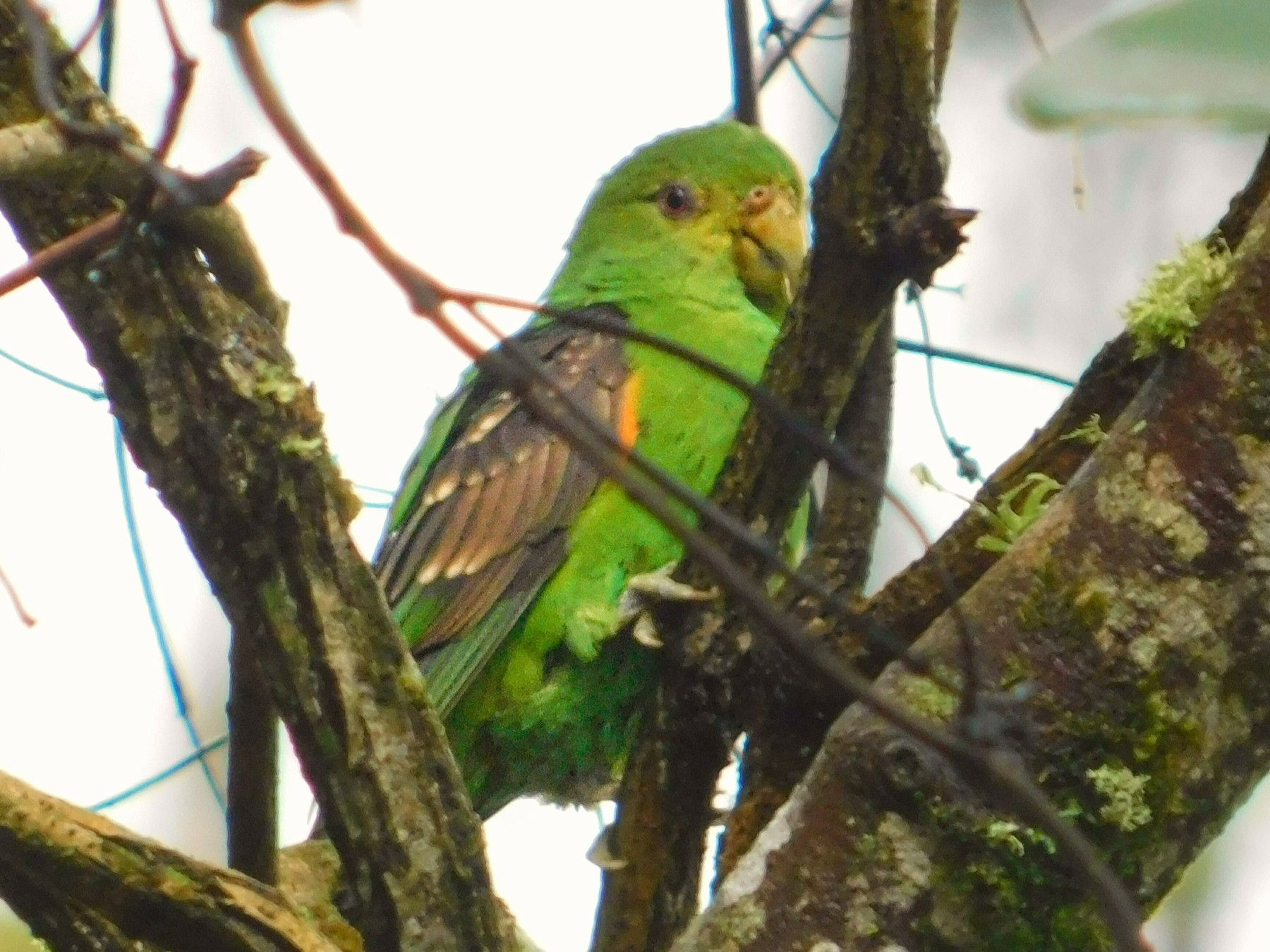 Spot-winged Parrotlet - eBird
