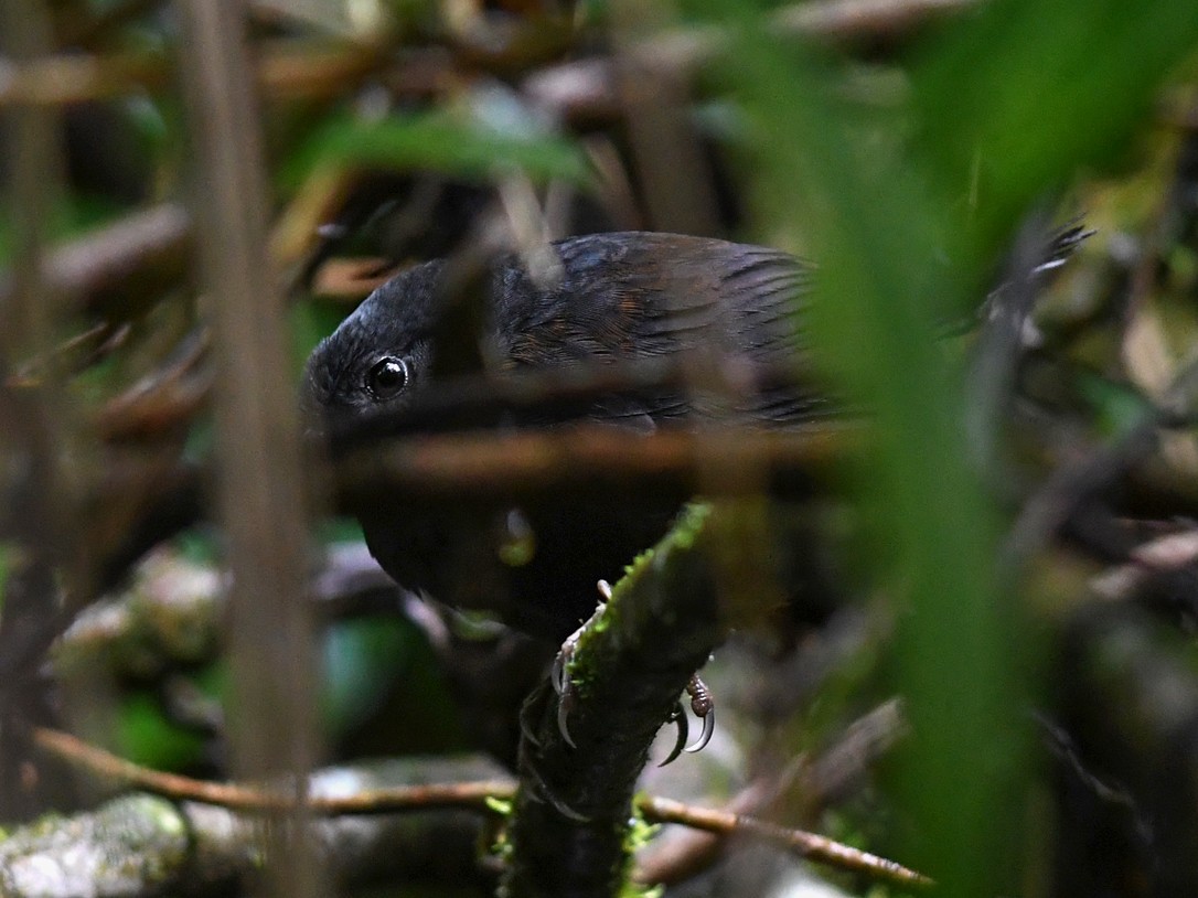 Stiles's Tapaculo - eBird