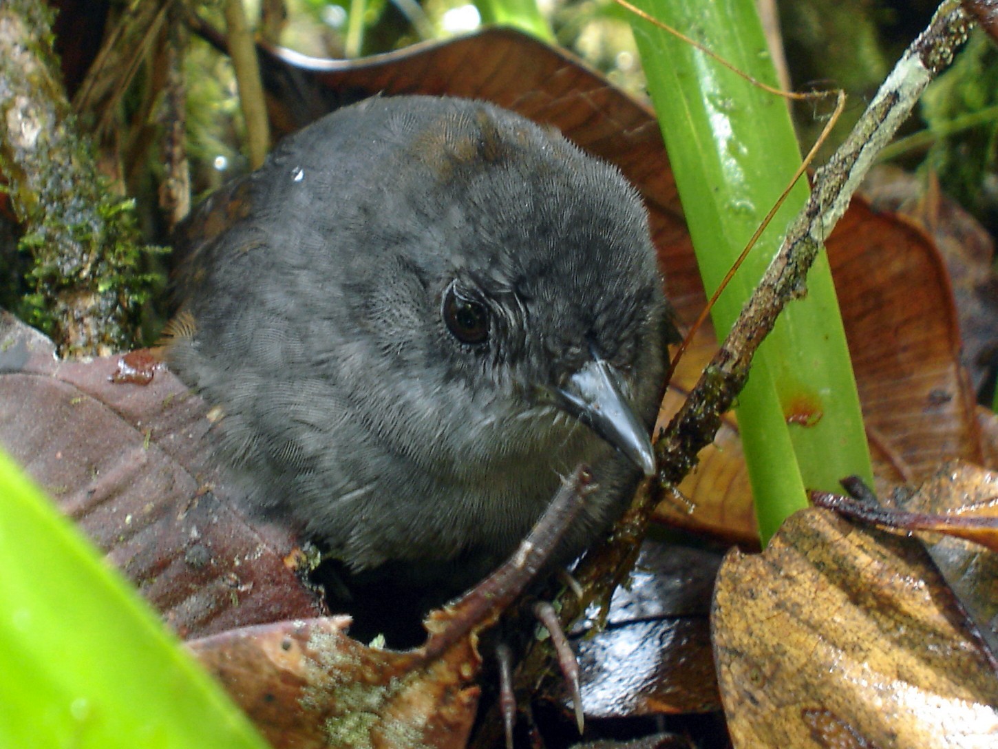 Stiles's Tapaculo - eBird