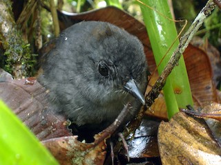 Stiles's Tapaculo - eBird