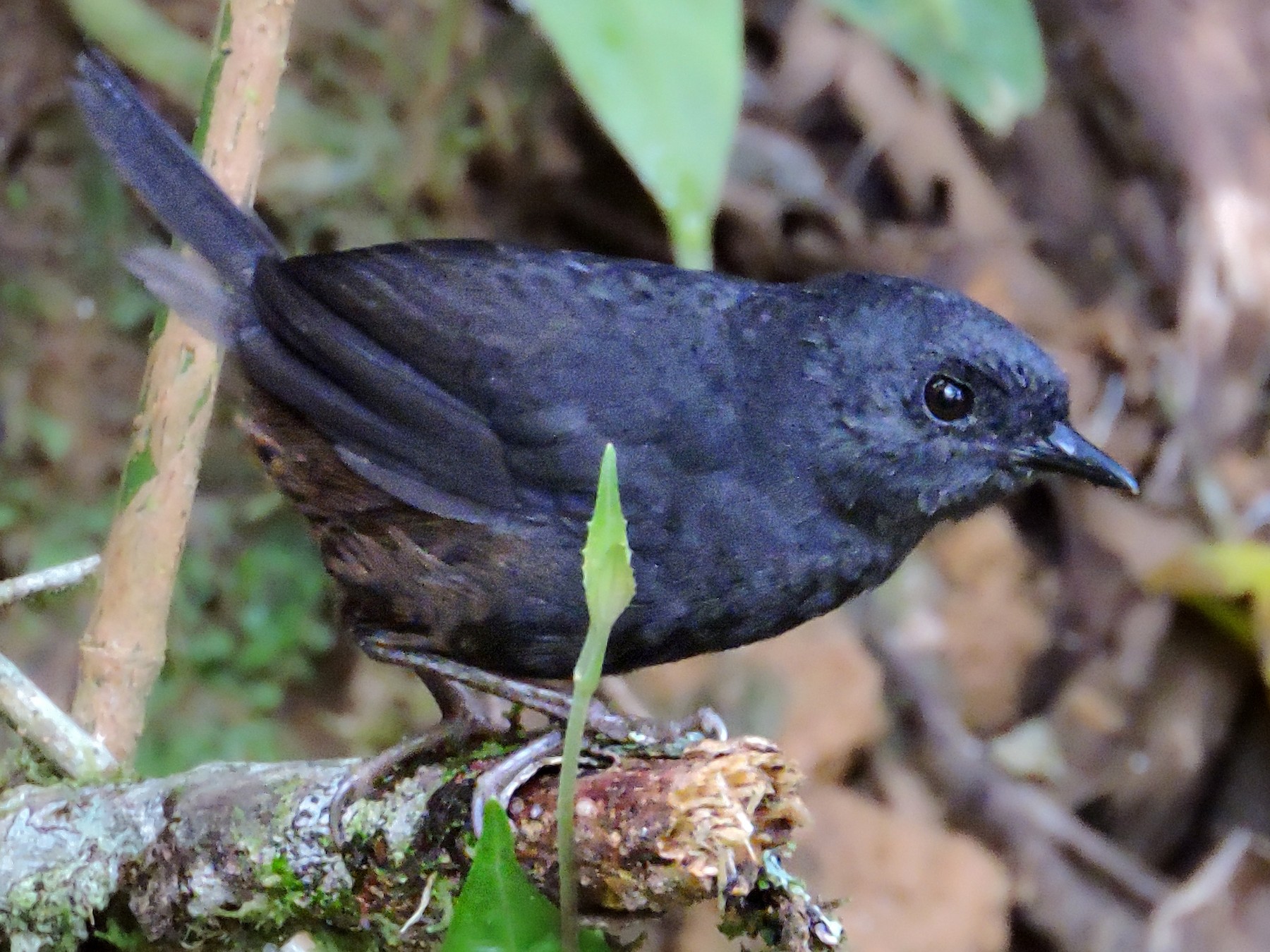 Stiles's Tapaculo - eBird