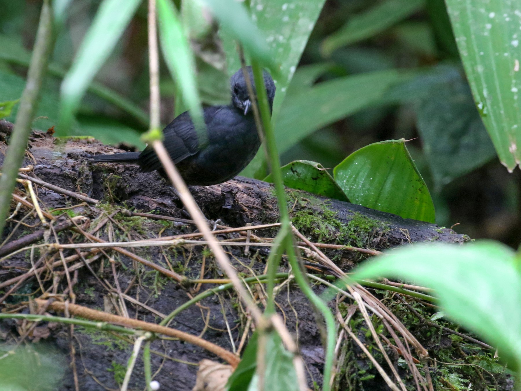 Stiles's Tapaculo - eBird