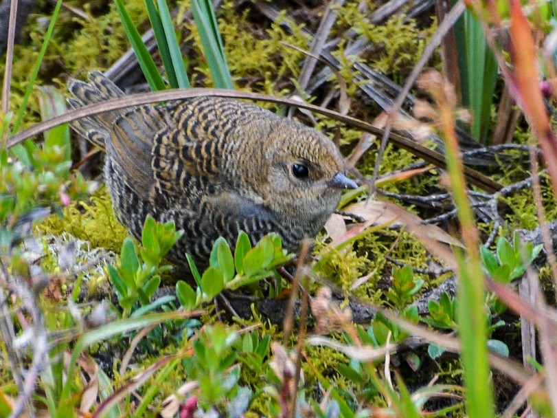 Pale-bellied Tapaculo - eBird