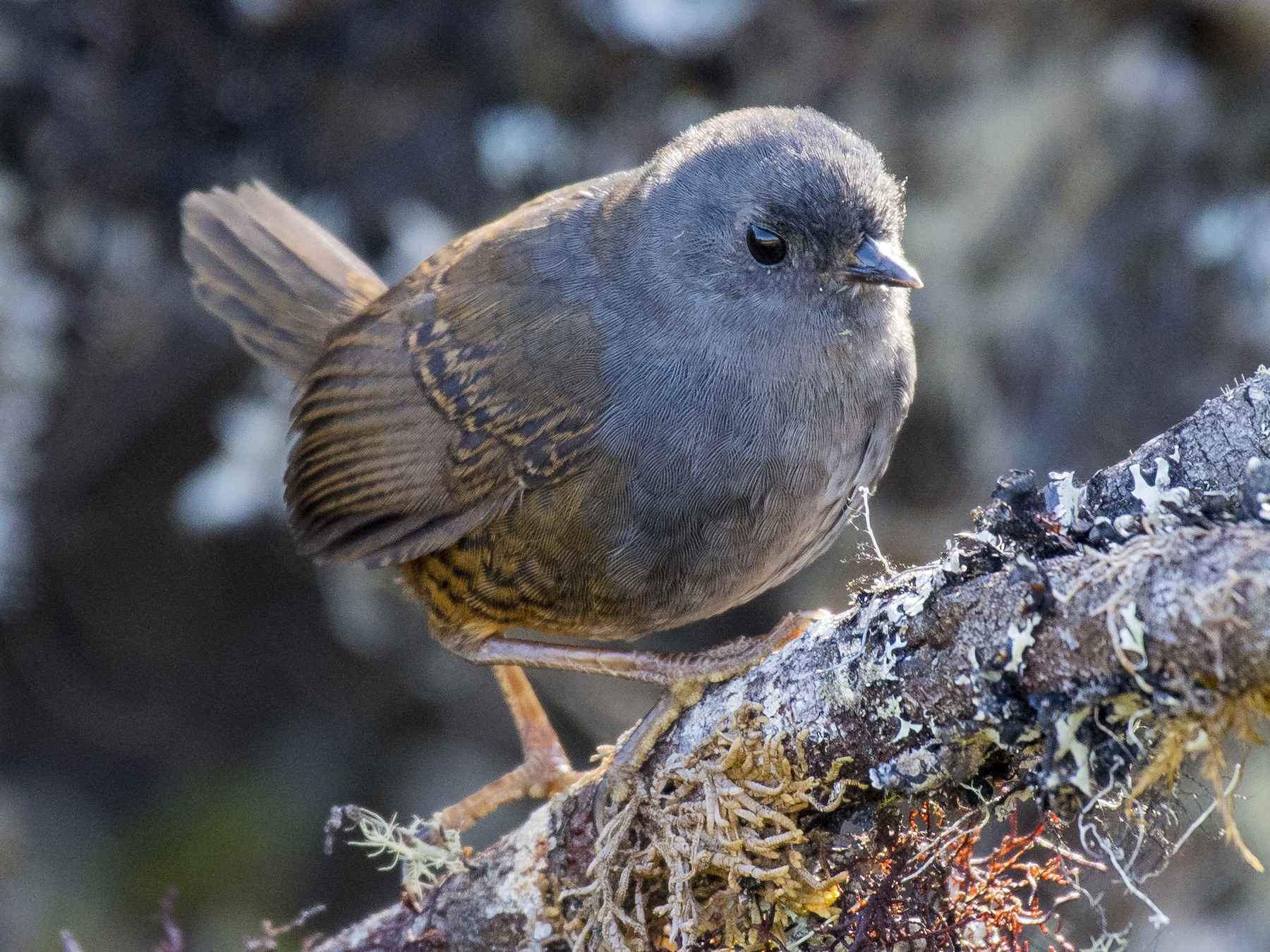 Pale-bellied Tapaculo - eBird