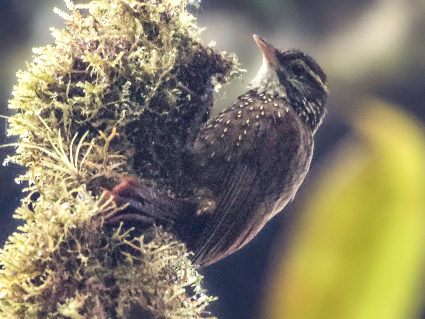 Beautiful Treerunner - eBird