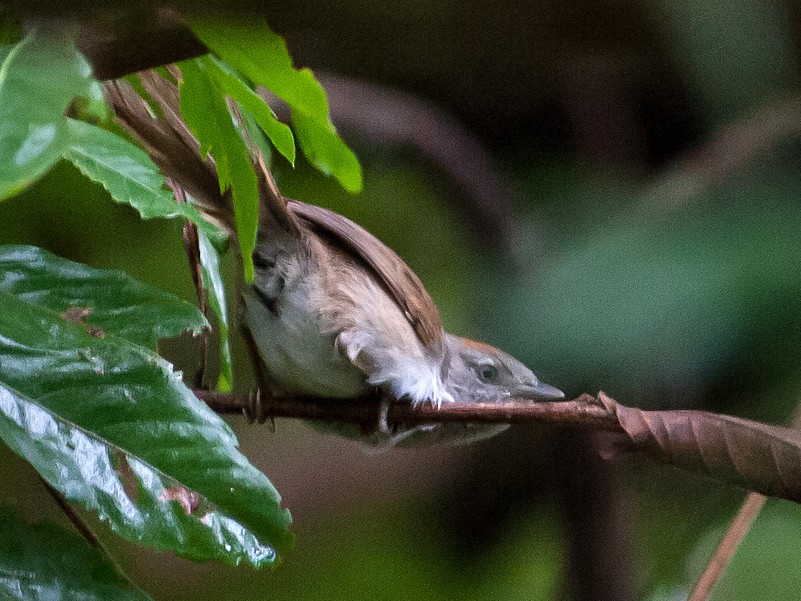 Synallaxe de Beverly - eBird