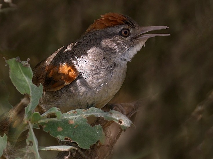 Synallaxe de Beverly - eBird