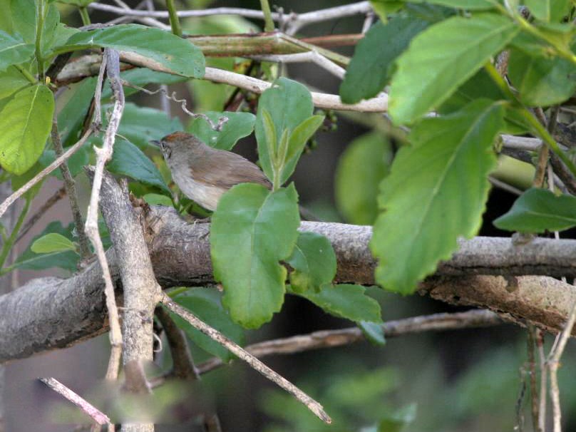 Synallaxe de Beverly - eBird