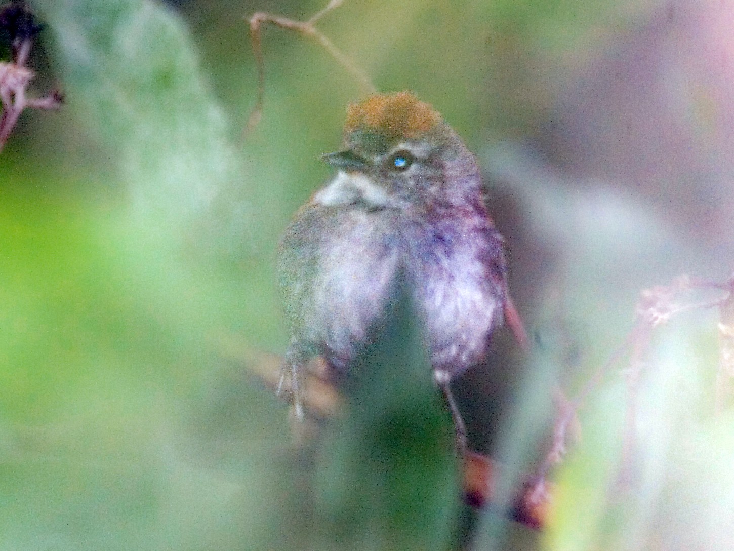 Rio Orinoco Spinetail - eBird