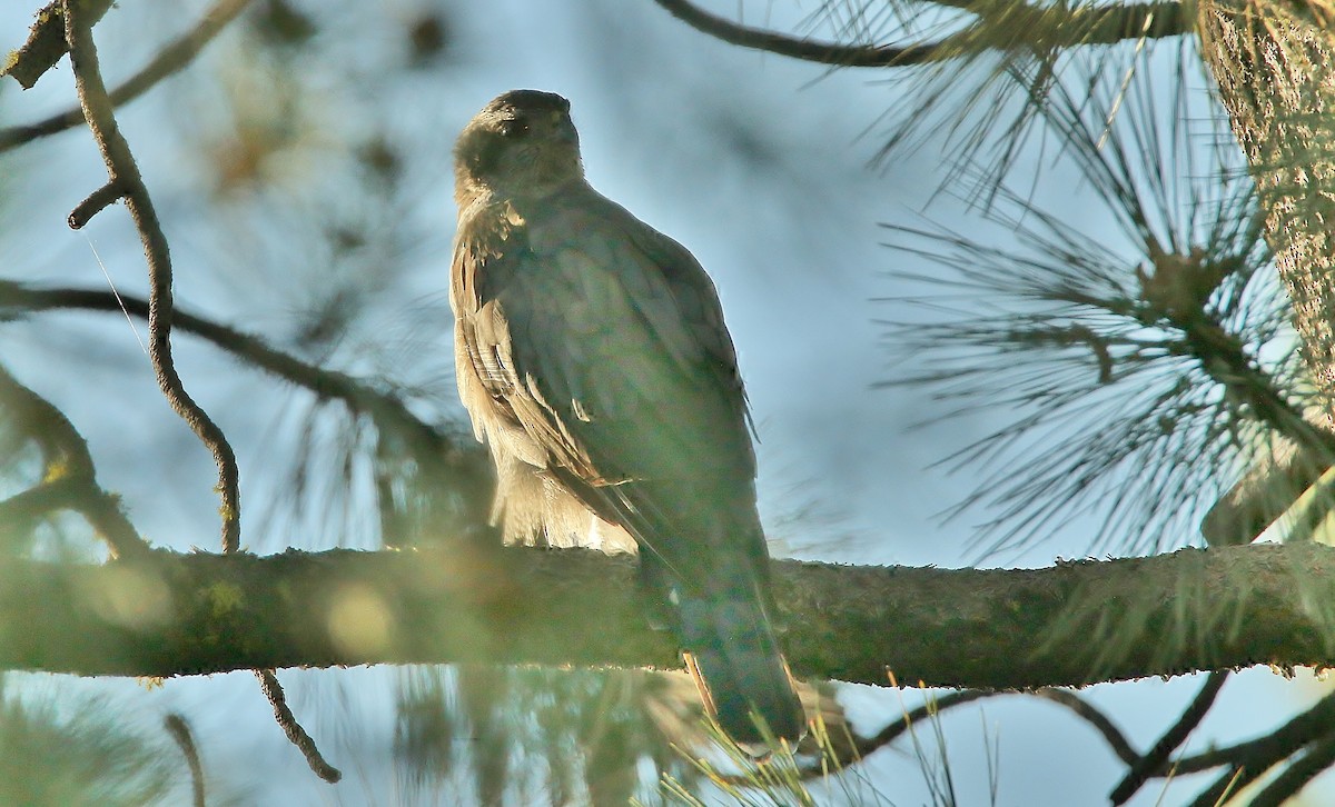 eBird Checklist - 2 Aug 2016 - Martis Creek Wildlife Area - 23 species
