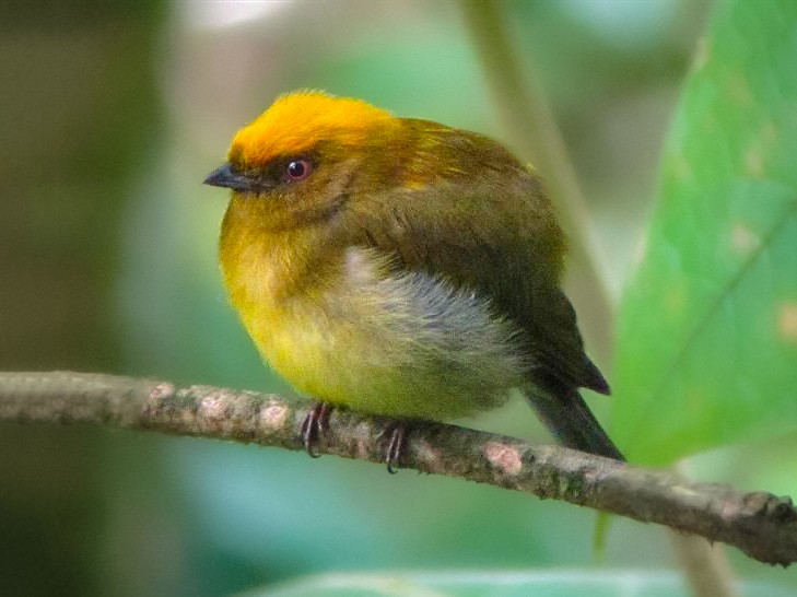 Yellow-headed Manakin - eBird