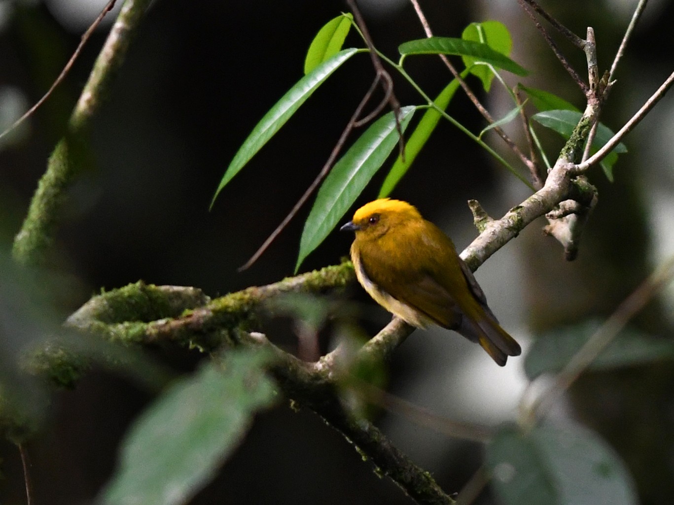 Yellow-headed Manakin - eBird