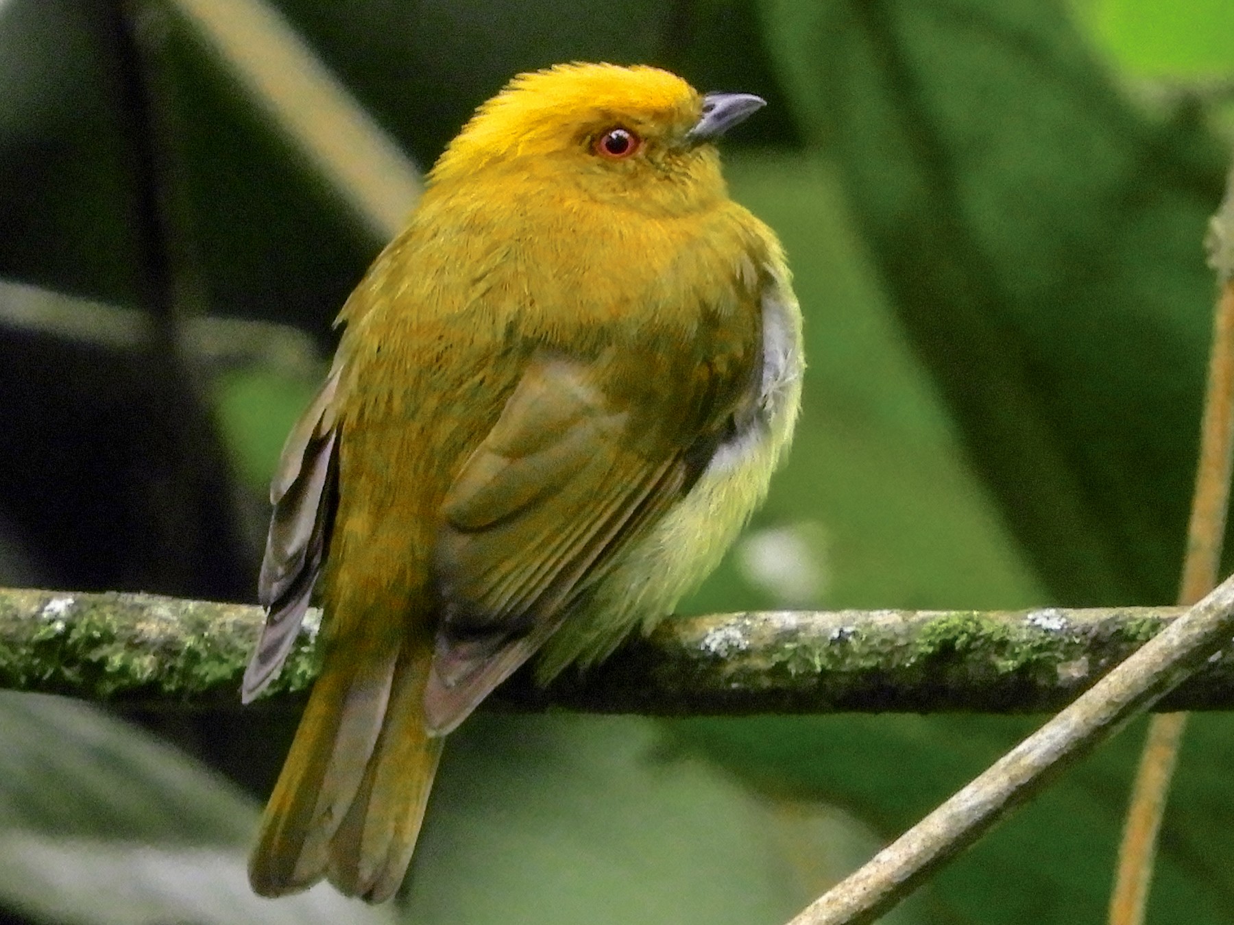 Yellow-headed Manakin - eBird