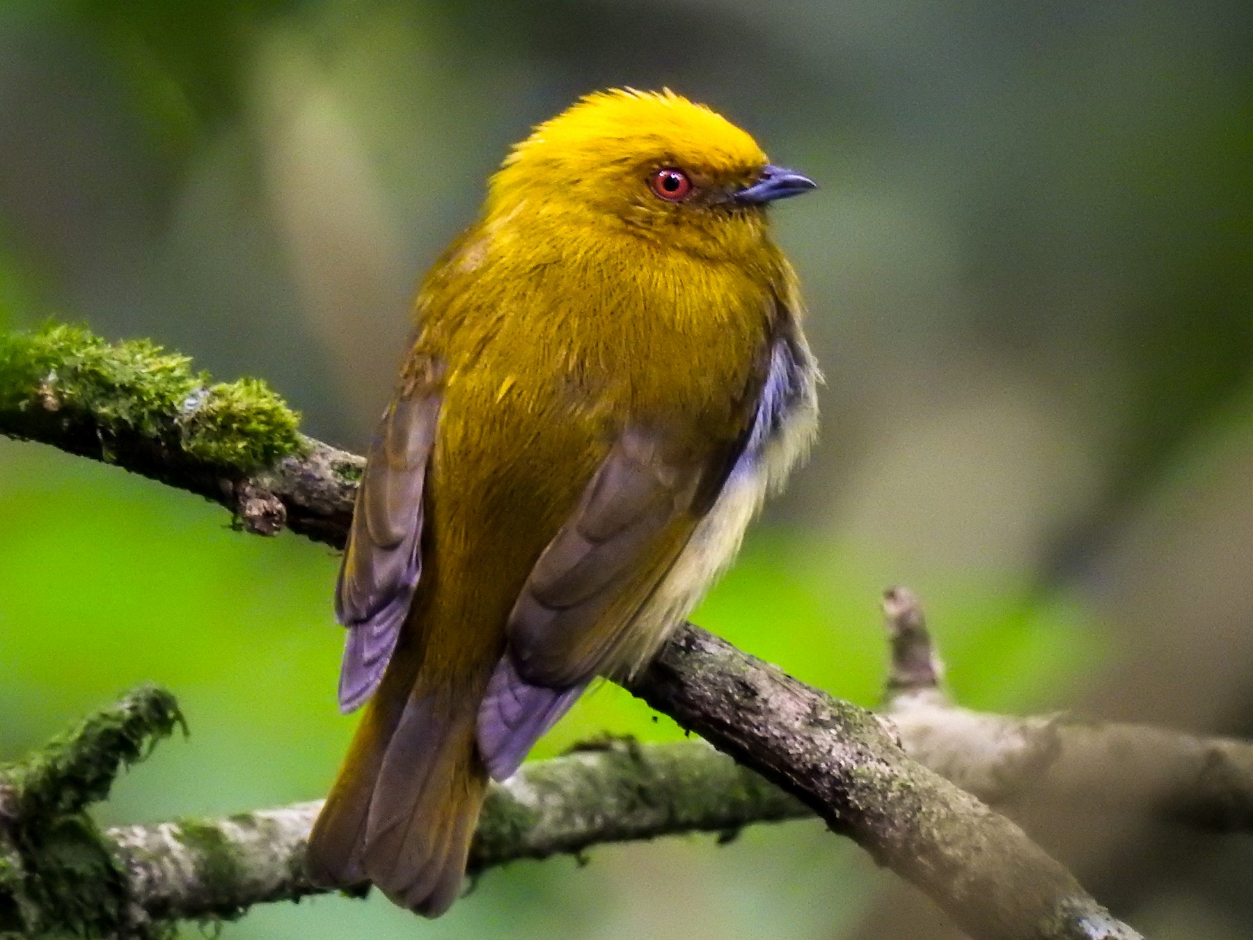 Yellow-headed Manakin - eBird