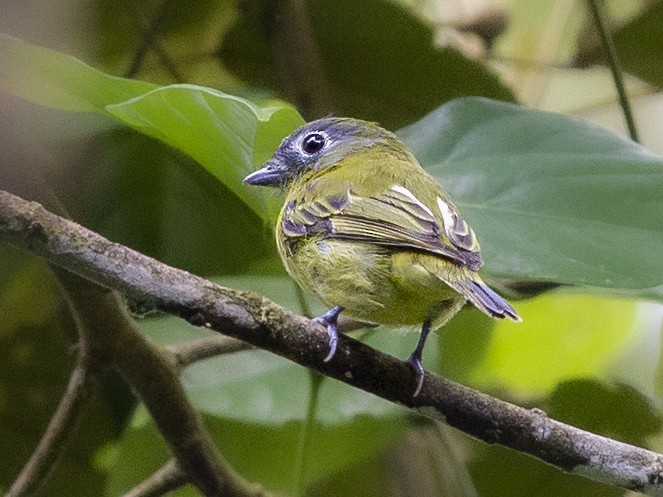Gray-headed Piprites - eBird