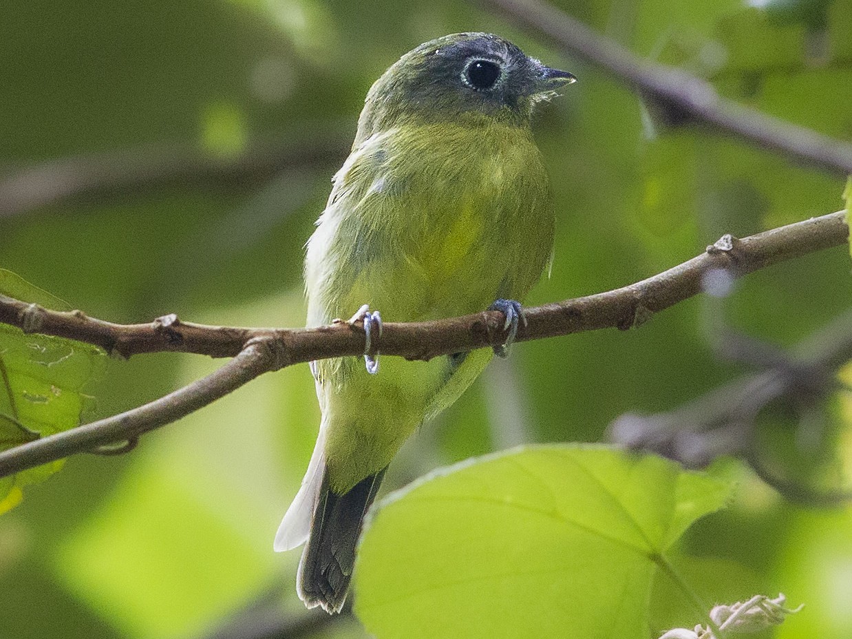 Gray-headed Piprites - eBird