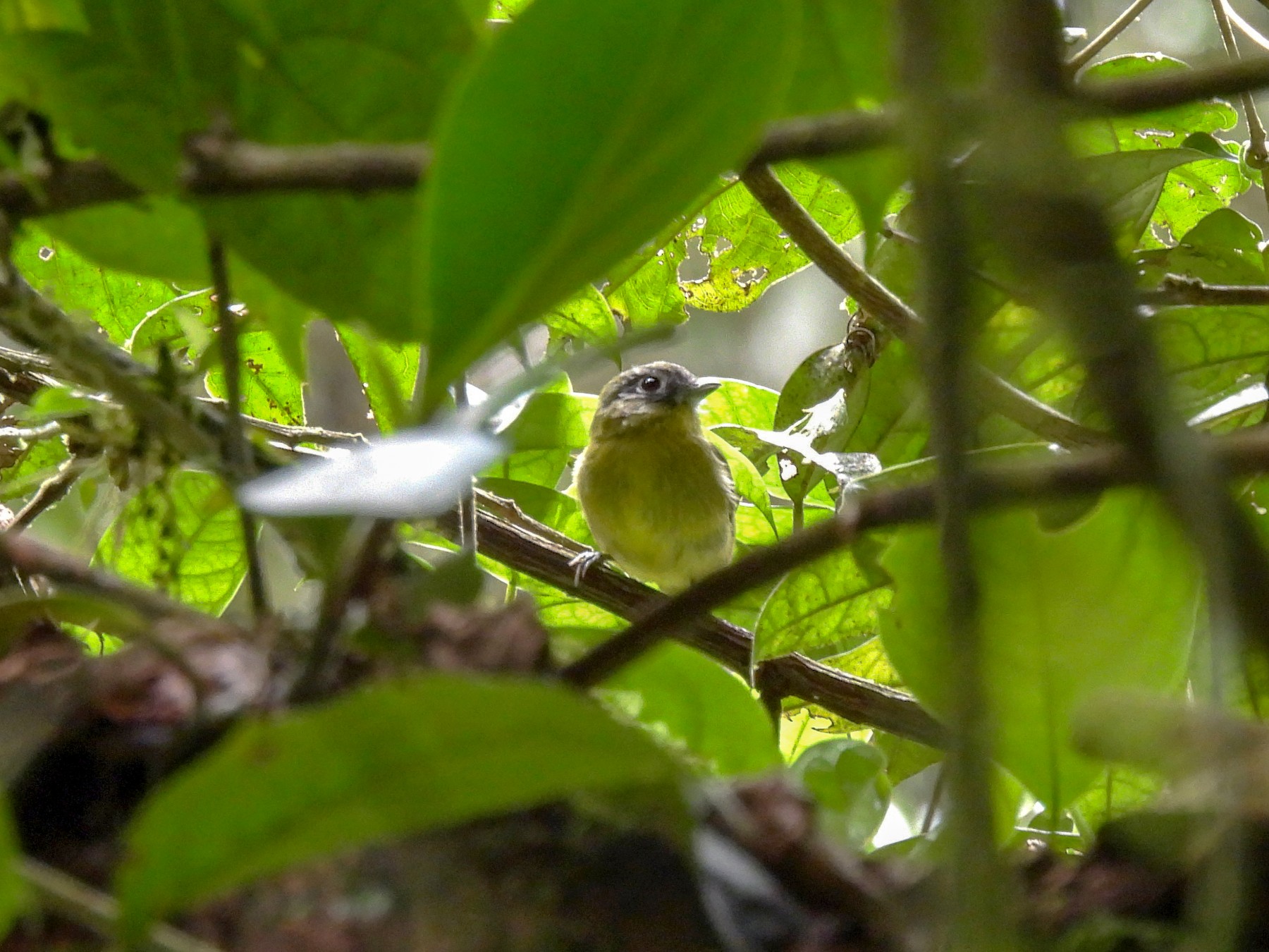 Gray-headed Piprites - eBird