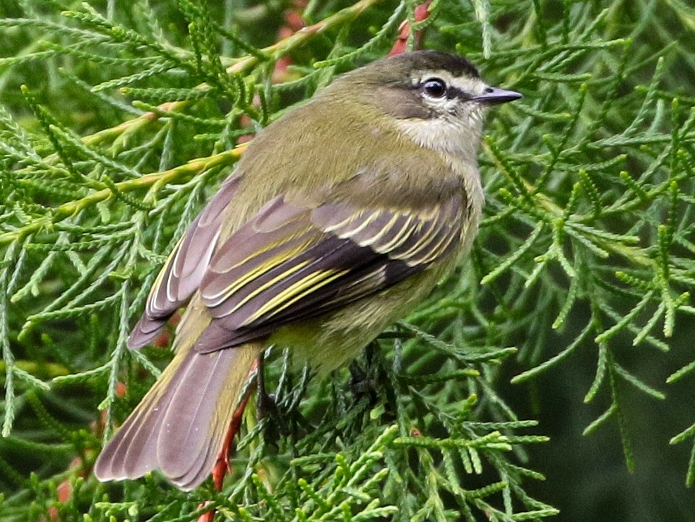 Spectacled Tyrannulet - eBird