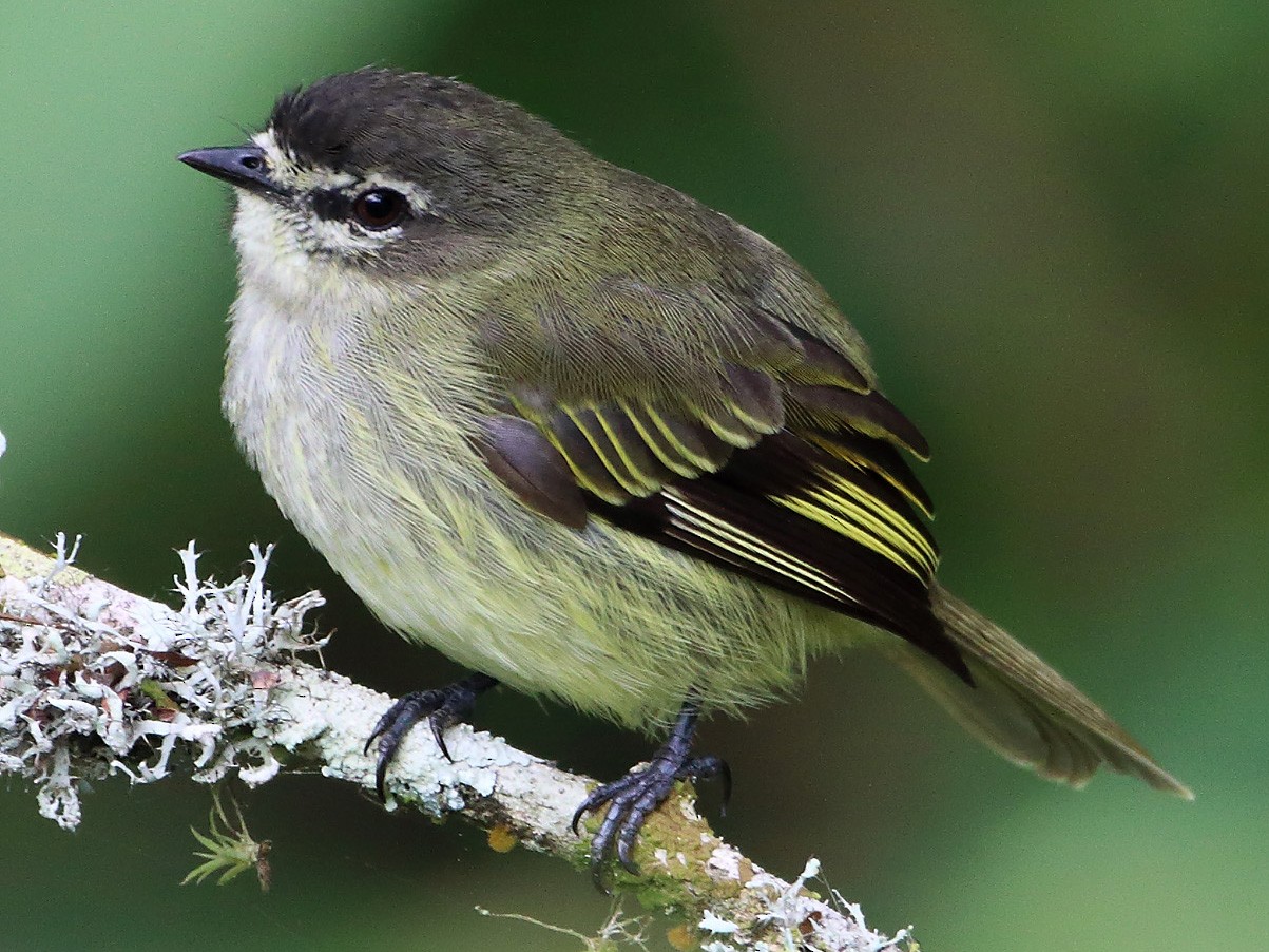 Spectacled Tyrannulet - eBird