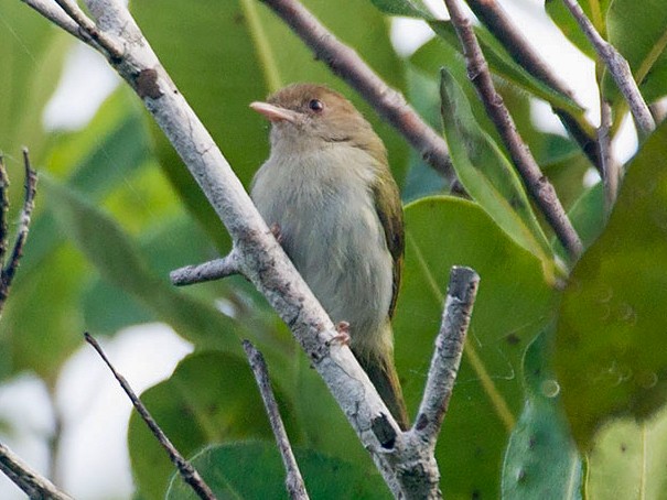Brown-headed Greenlet - eBird