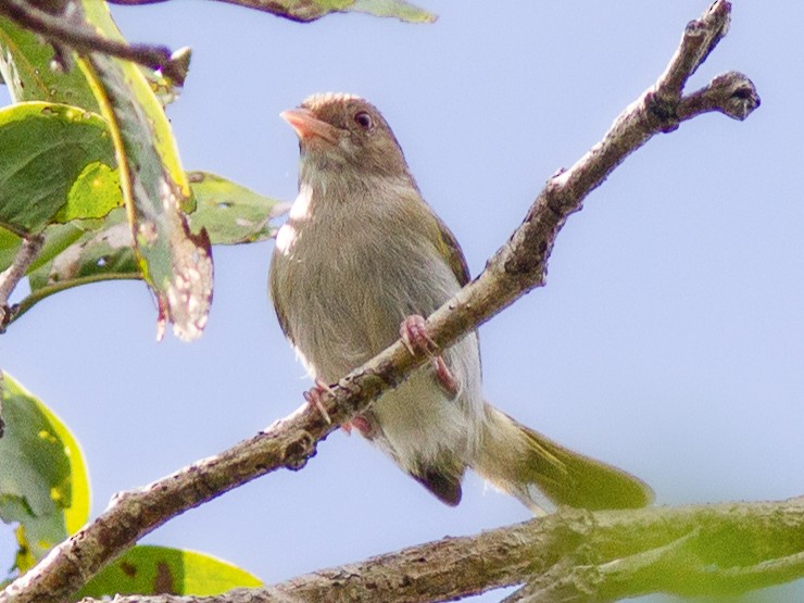 Brown-headed Greenlet - eBird