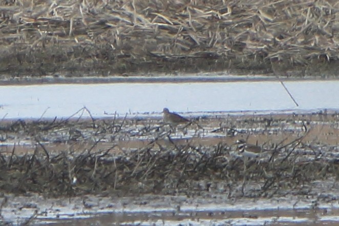 eBird Checklist - 23 Mar 2021 - Conewango Swamp WMA - 27 species
